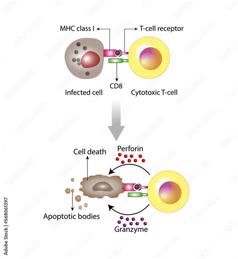 T Cell Activation Diagram Cytotoxic T Cell And Infected Cell Cell