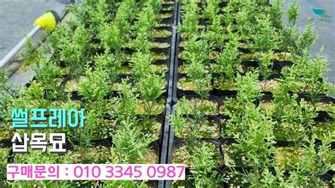 신바람 플랜트 협력농가 판매상품 나무장터com 썰프레아 삽목묘 Youtube
