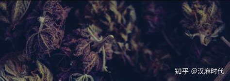 拥有八个工业大麻品牌的批发商Cresco Labs如何一步步登顶工业大麻 知乎