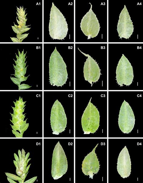 Strobili And Leaf Morphology Of The Selaginella Labordei Group A D S Download Scientific