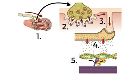 model of sliding filament theory animation