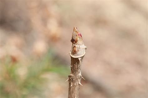 약이 되는 산나물 들나물 Band