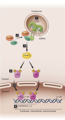 Ch 2 4 Tlr Signaling Pathway Initiated By Trif And Tram Flashcards Quizlet