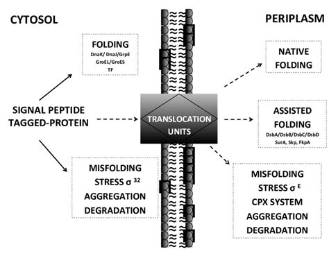 Schematic Representation Of Optional Folding And Misfolding Pathways
