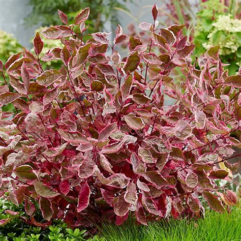 Cornus Miracle Colourful Foliage Elegant White Flowers Compact Sun