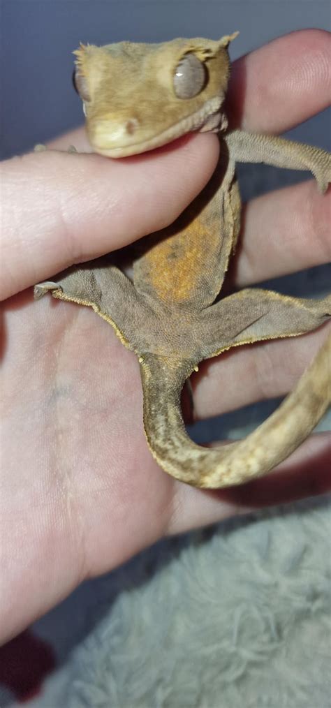 Sex Gender R Crestedgecko