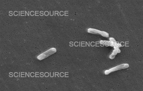 Clostridium Difficile Bacteria Sem Stock Image Science Source Images