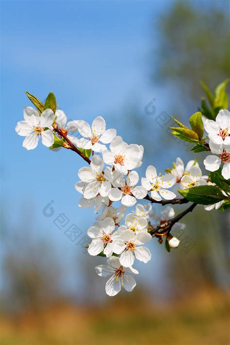 开花图片 包图网企业站