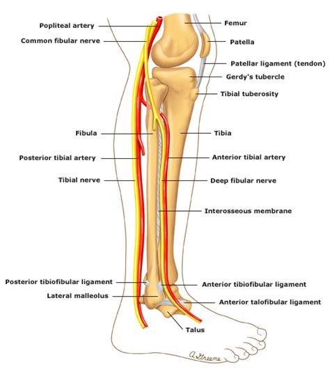 Fratura Proximal Da Tibia Fratura Proximal Da Tibia