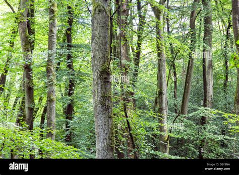 Temperate Deciduous Forest Oak Trees