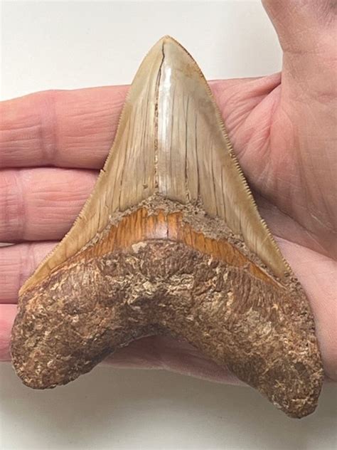 Megalodon Tooth 108 Cm Fossil Tooth Carcharocles Megalodon Catawiki