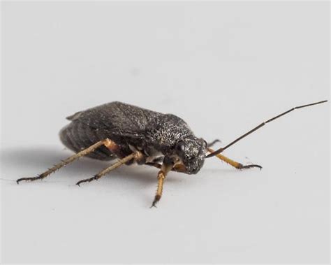 Small Bug Irbisia BugGuide Net