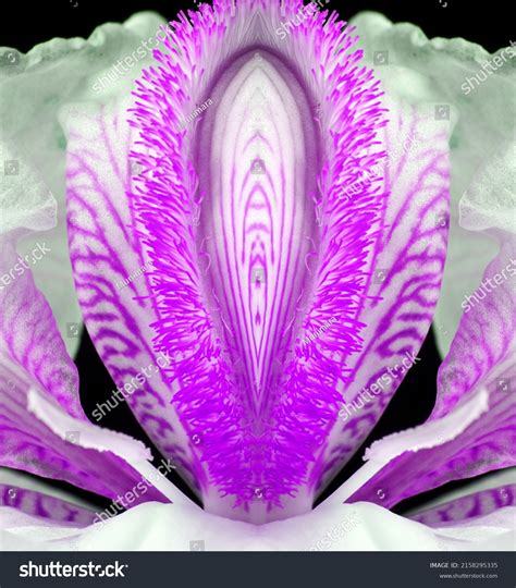 Sex Pussy Vulva Clitoris Vagina Orgasm Stock Photo Shutterstock