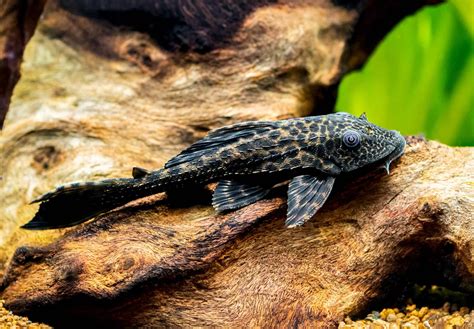 Orange Seam Pleco L106 Hemiancistrus Guahiborum Ultimate Care Guide
