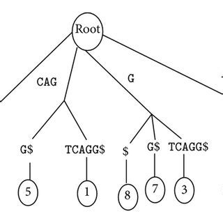 Construction Of A Suffix Tree Download Scientific Diagram