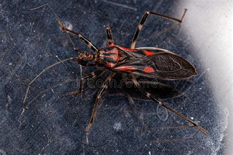 Adult Assassin Bug Stock Image Image Of Bugs True 258934393