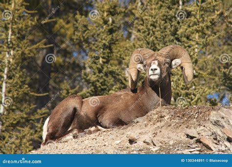 Chocolate Bighorn Ram Stock Image Image Of Curl Ledge 130344891