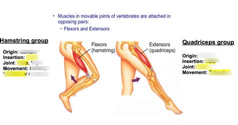 Quadriceps And Hamstrings