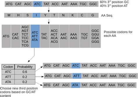 gc3 shuffle method the choice of codons in the 4th nucleotide in the
