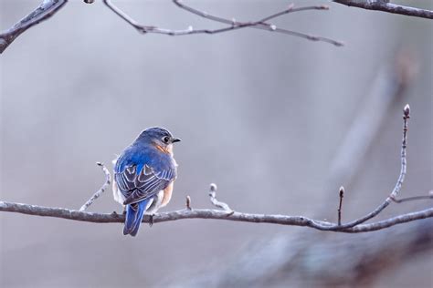 Free Images Branch Snow Winter Wing Flower Spring Beak Blue
