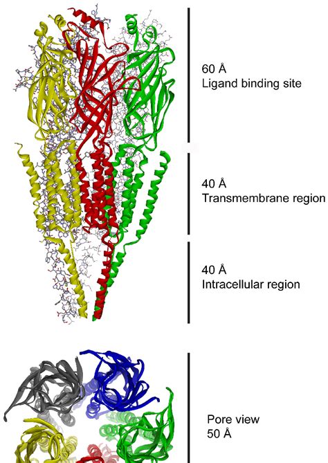 4 Structure Of A Cys Loop Receptor Above Ribbon Structure Of The Download Scientific Diagram