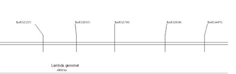 Solved I Need Help With This Problem The Lambda Genome