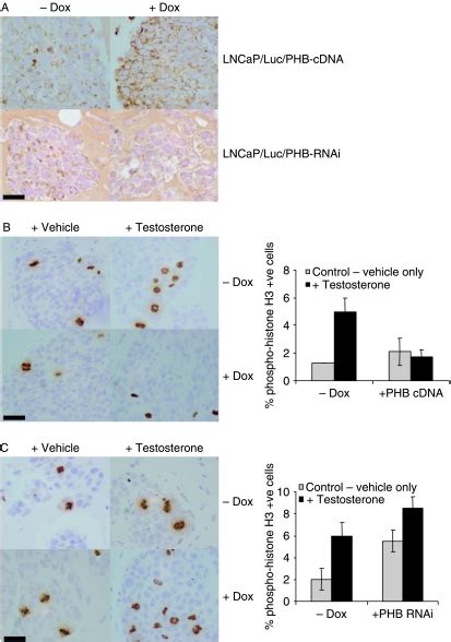 Immunohistochemistry Analysis Of Formalin Fixed Tumour Sections A Download Scientific