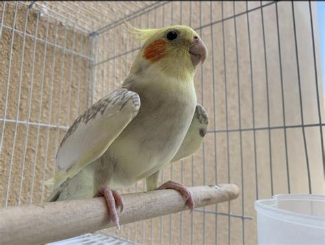 Can Anyone Tell If My Cockatiel Is A Male Or Female I Dont Know How Old He Is Whenever I Take