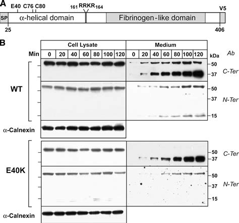 Genetic Variation In Angptl4 Provides Insights Into Protein Processing And Function Journal