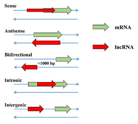 The Relative Positions Of Functional Long Non Coding Rnas Lncrnas Download Scientific