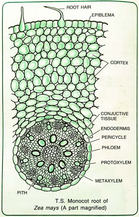Cross Section Of Monocot Root Micrograph Of Maize Root Cross Section