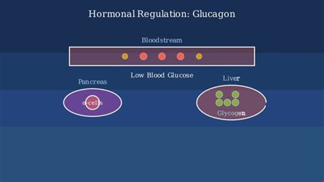 Eukaryotic Dna Replication Process Animation Biology Notes Online