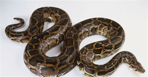 Researchers Say Python Farming Could Help Global Food Crisis