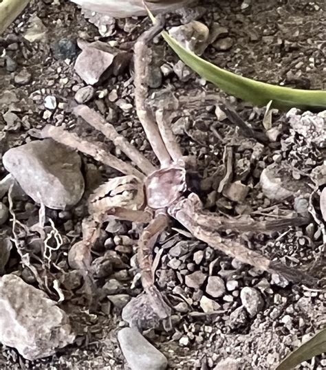 Spider Identification Rspiderbro