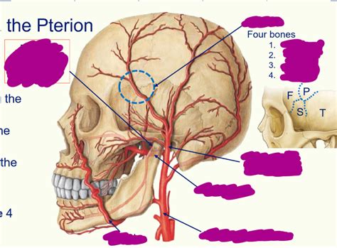 Middle Meningeal Artery External Diagram Quizlet