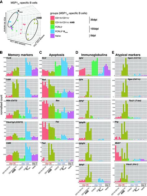 Figures And Data In Plasmodium Specific Atypical Memory B Cells Are Short Lived Activated B