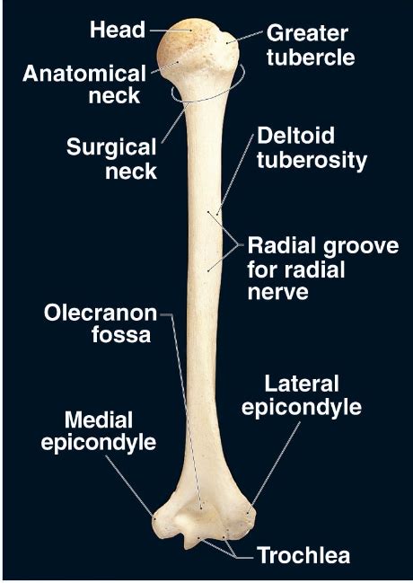 Solved The Olecranon Fossa Labeled Here Articulates With