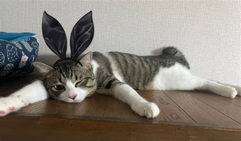 天津風 on Twitter RT Neko2Obasan 尻尾が短いのでバニーガール風つくしちゃん