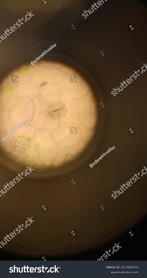 Стоковая фотография 2073066719 Stomata Ficus Leaf Under Microscope