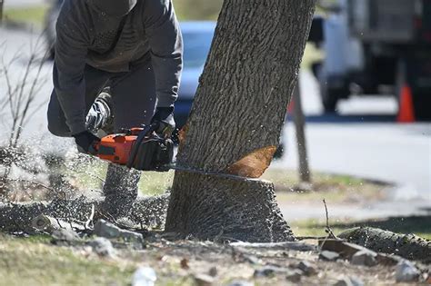 Tree Removal Costs Explained Professional Tree Care Services