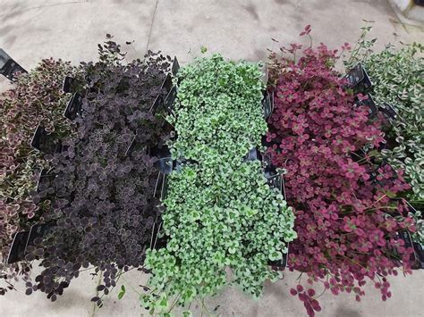 Trifolium Repens Mix — Plant Wholesale Floraccess