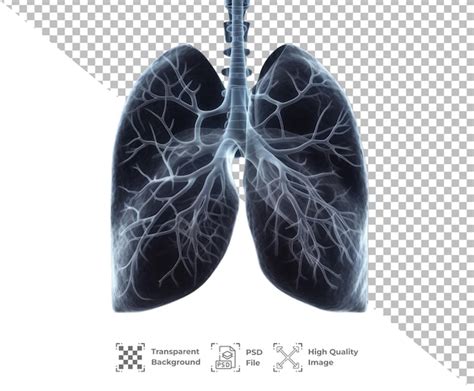 Lungs Digram Psd 3 000 High Quality Free Psd Templates For Download
