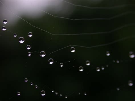 フリー写真画像 クモの巣 水分 露 結露 レイン ドロップ 間近 マクロ 雨 ドロップ ウェット