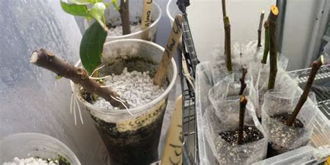 How To Root Fig Cuttings With 80 Success The Ultimate Guide To Fig