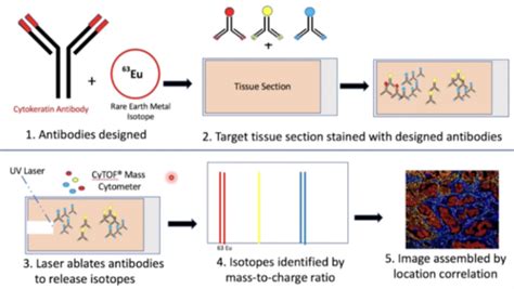 Single Cell Analysis Surface Markers Flashcards Quizlet