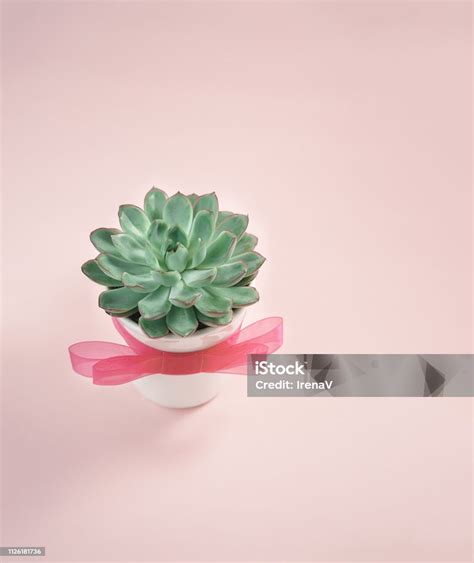 아름 다운 녹색 Succulent 핑크 나비 생활 산호 색상 배경에 절연 컵 내부 절연 발렌타인의 날 생일 3 월 8 일에 대