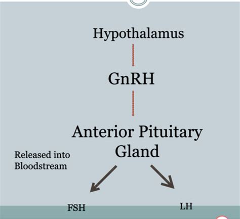 ANSC Flashcards Quizlet