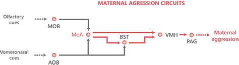 Representation Of The Social Brain Network Sbn Nuclei Involved In