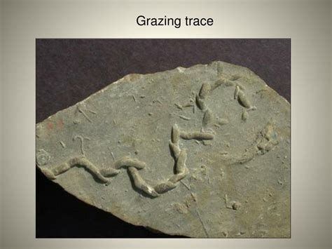 PPT Fossilization And Fossils PowerPoint Presentation Free Download ID