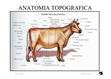 Anatomia De Bovino